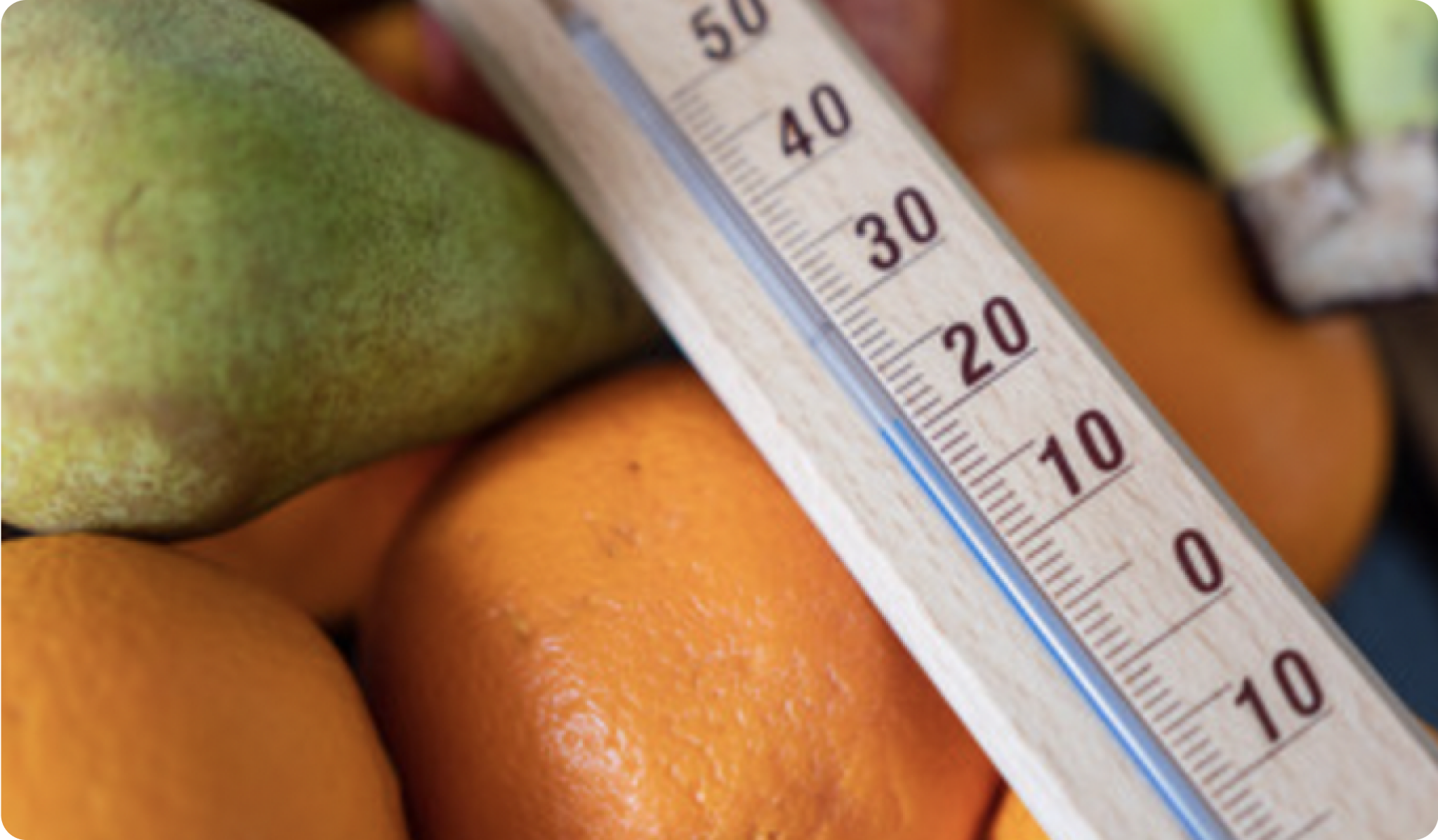 Conservation en chambre froide pour fruits et légumes - Koovea